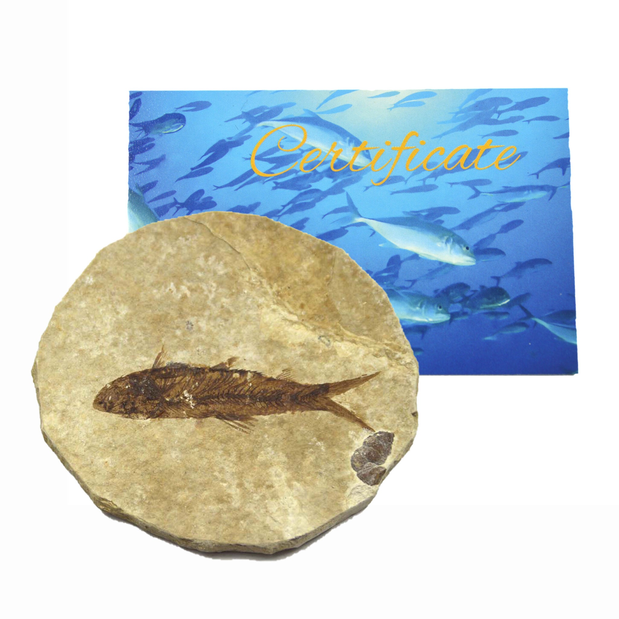 Fisch Fossil Knightia Eocaena - echter versteinerter Fisch